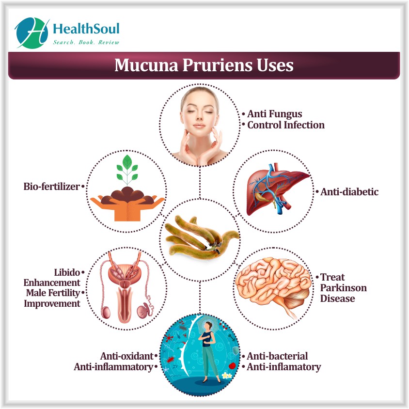 Mucuna Pruriens Efeitos Colaterais - RETOEDU